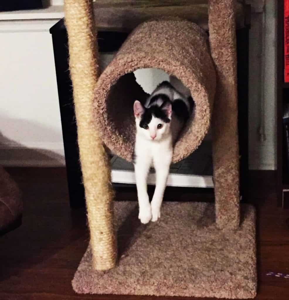 Meet Sleek Nook | FETCH a Cure