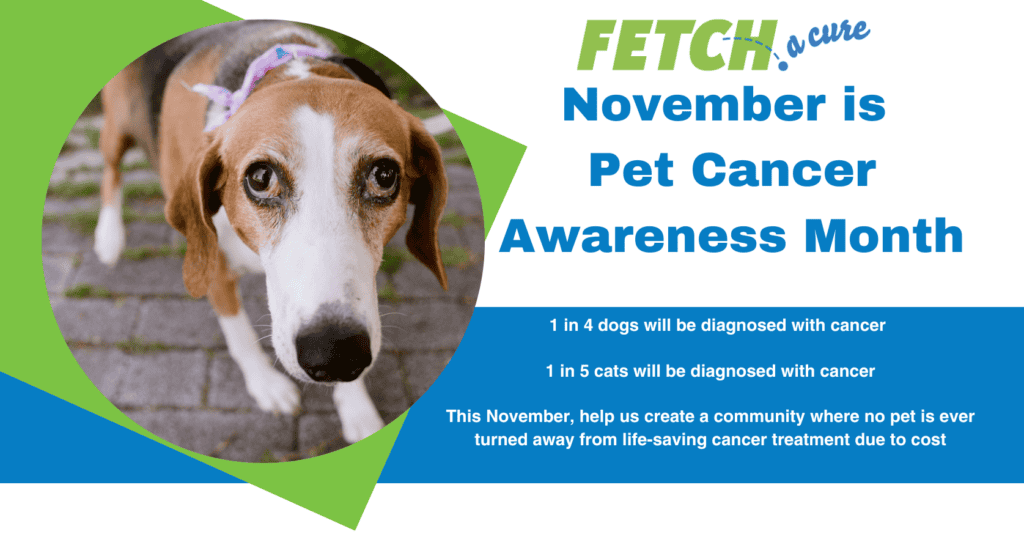 Pet Cancer Awareness Month | FETCH a Cure
